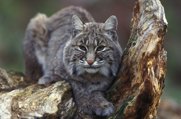 West Kentucky Star - News