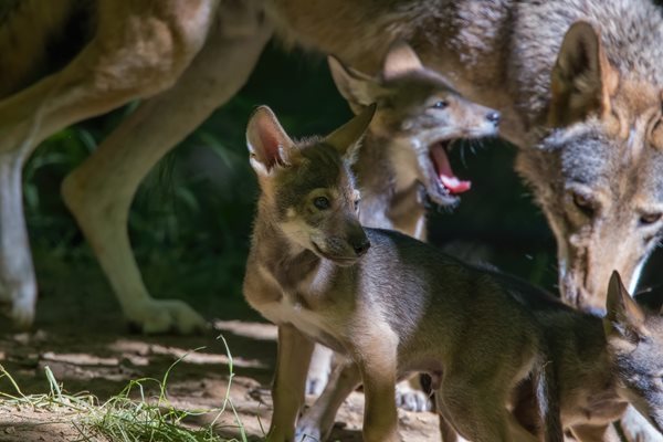 West Kentucky Star - News