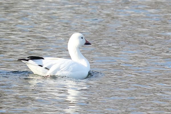 West Kentucky Star - News